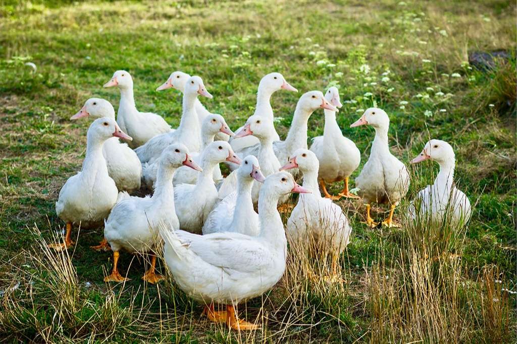 Deutsche Weidegans | weitere Infos | Kaufnekuh