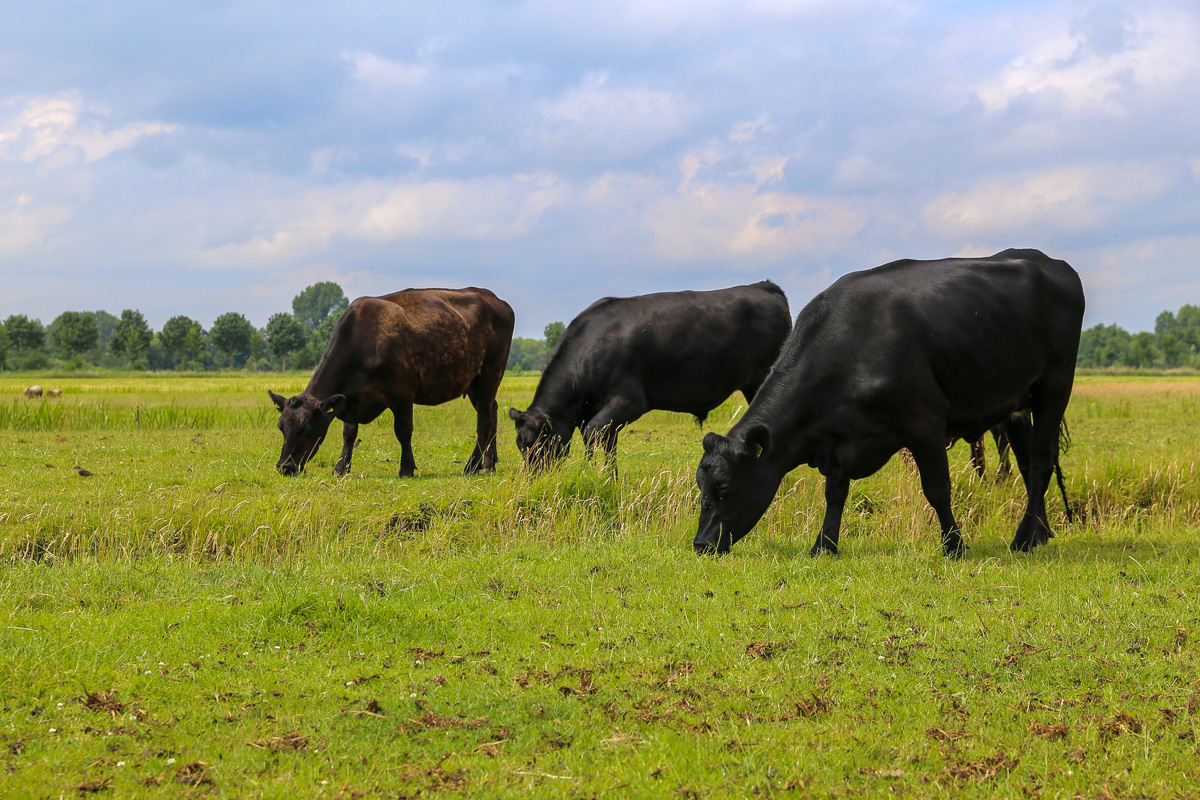 Black Angus | Informatie over het vleesras | Grutto