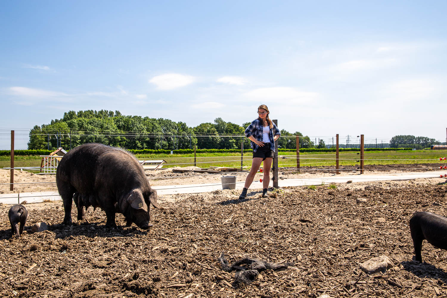 Gasconne Varken | Informatie over het vleesras | Grutto