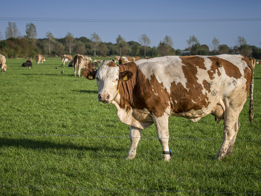 Simmentaler | Informatie over het vleesras | Grutto