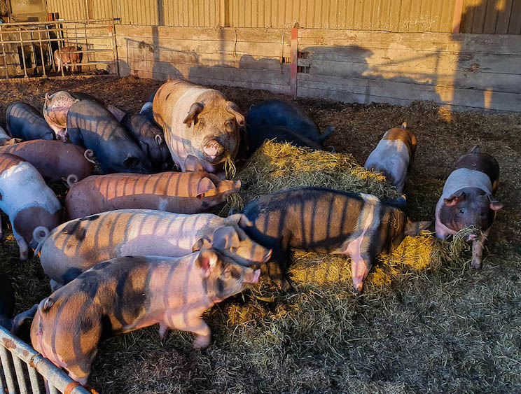 Duroc varkens | Informatie over het vleesras | Grutto