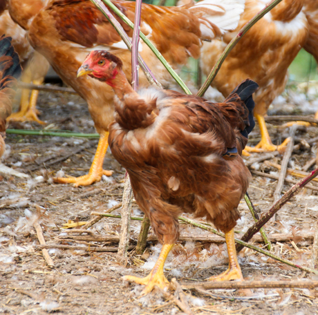 Jean-Luc Mallet | Nos éleveurs de poulet | Grutto
