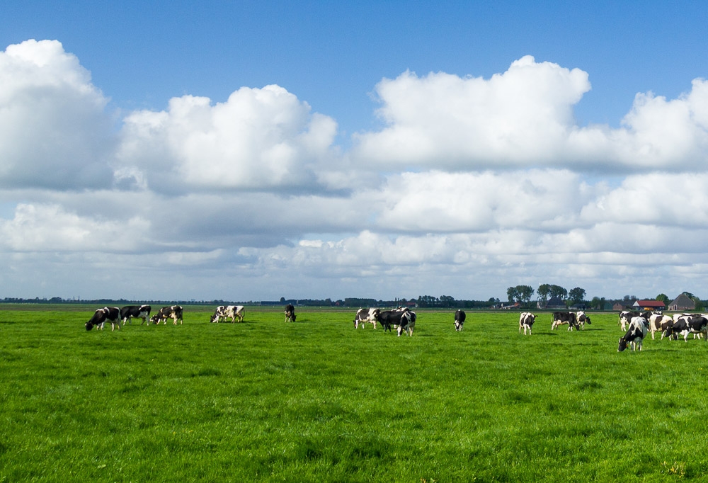 Jan de Greef | Woudenberg | Grutto