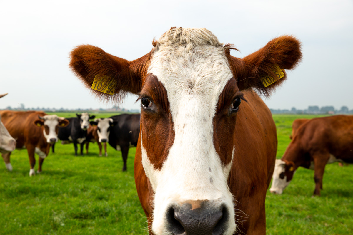 Groninger Blaarkop | Informatie over het vleesras | Grutto