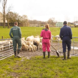 Bestel nu Texelse lamsrack van de hoogste kwaliteit | Grutto