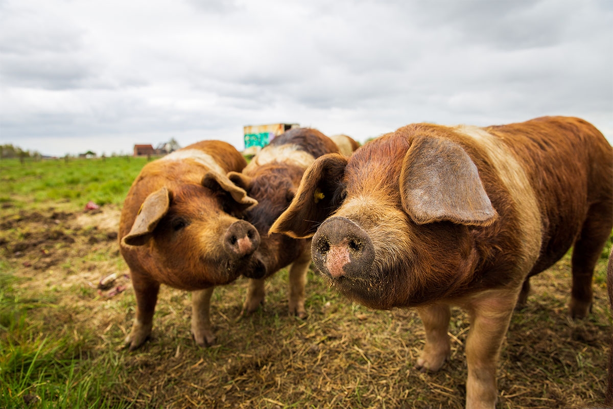 Husumer | Informatie over het vleesras | Grutto