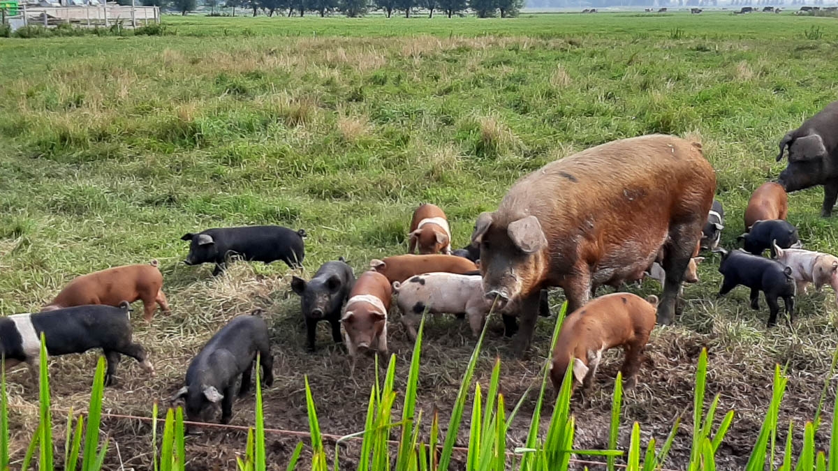 Duroc | Informatie over het vleesras | Grutto