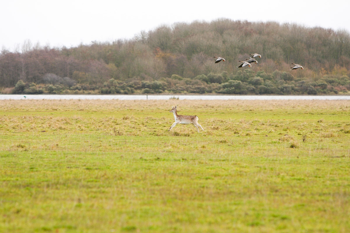 De Haringvreter | Zeeland | Grutto