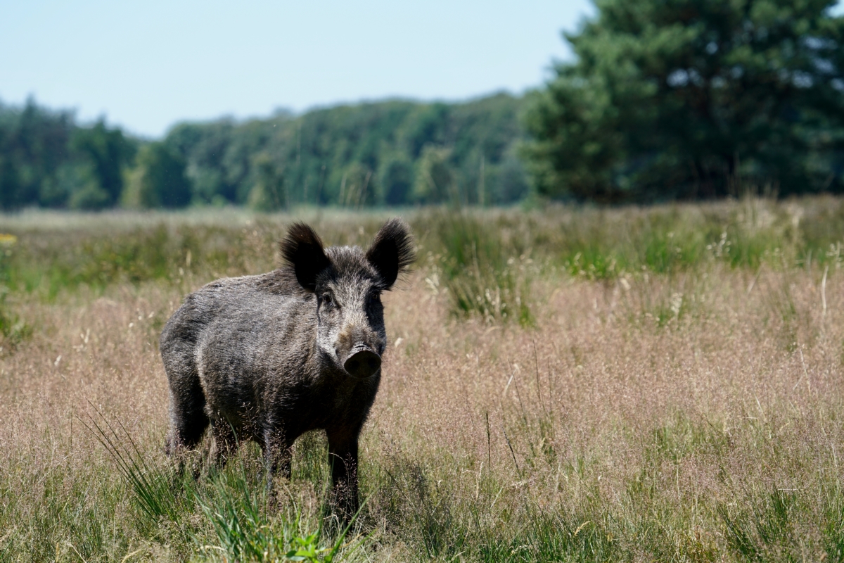 Wildzwijn | informatie over ras | Grutto