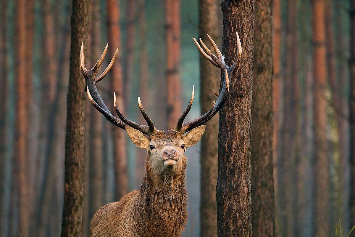 Edelhert | Informatie over het hertenras | Grutto